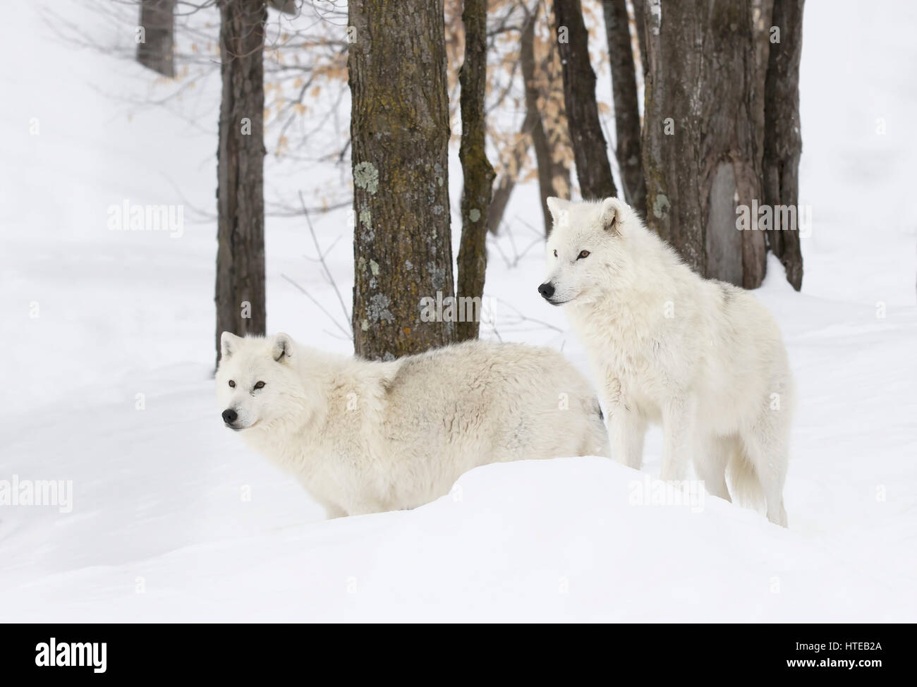 Arctic wolves in the winter snow in Canada Stock Photo - Alamy