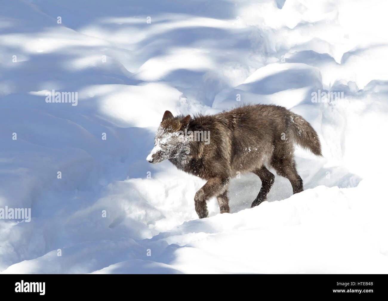 Black wolf walking in the winter snow in Canada Stock Photo - Alamy
