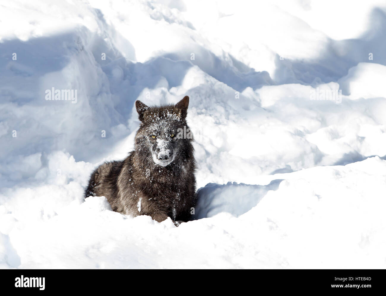Wolf sitting hi-res stock photography and images - Alamy