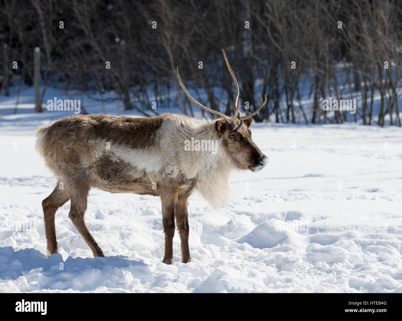 Red hart in snow hi-res stock photography and images - Alamy