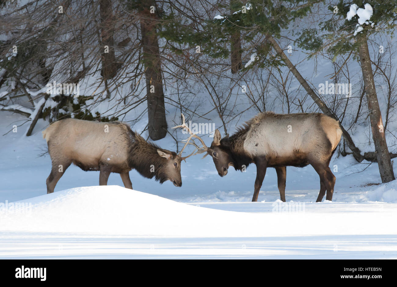 Bull Elk In Snow High Resolution Stock Photography and Images - Alamy