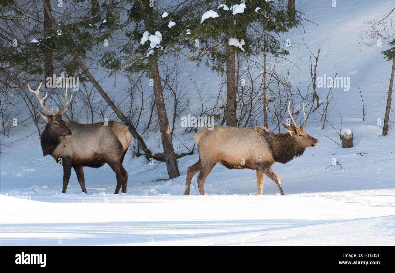 Bull elk in snow hi-res stock photography and images - Alamy