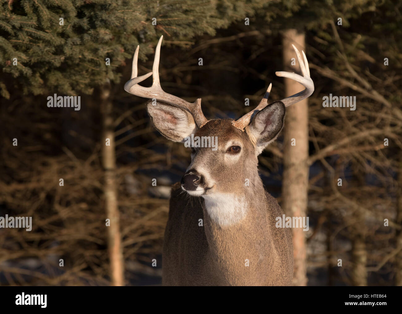 White tailed deer male hi-res stock photography and images - Alamy