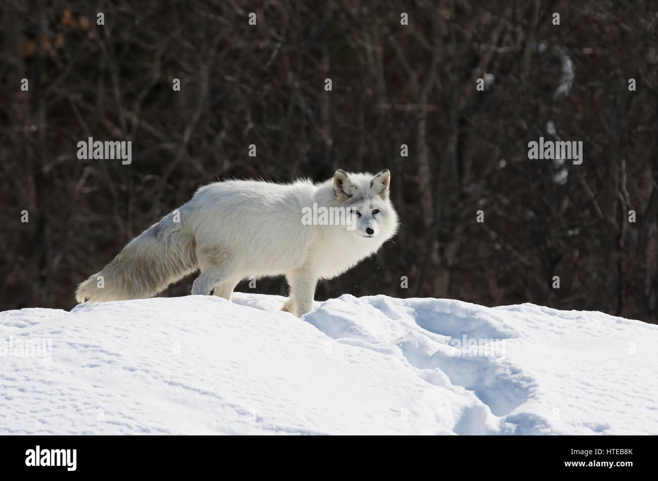 Arctic fox head in snow hi-res stock photography and images - Alamy