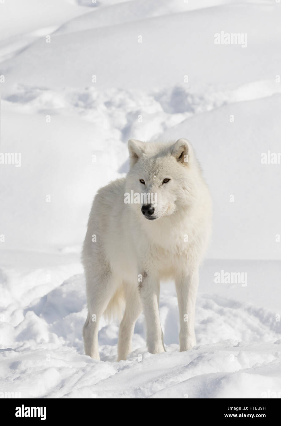 Tundra Wolves High Resolution Stock Photography and Images - Alamy
