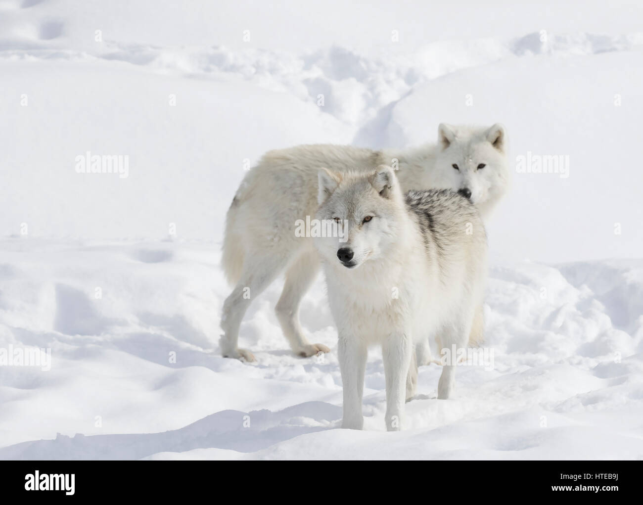 Tundra Wolves High Resolution Stock Photography and Images - Alamy