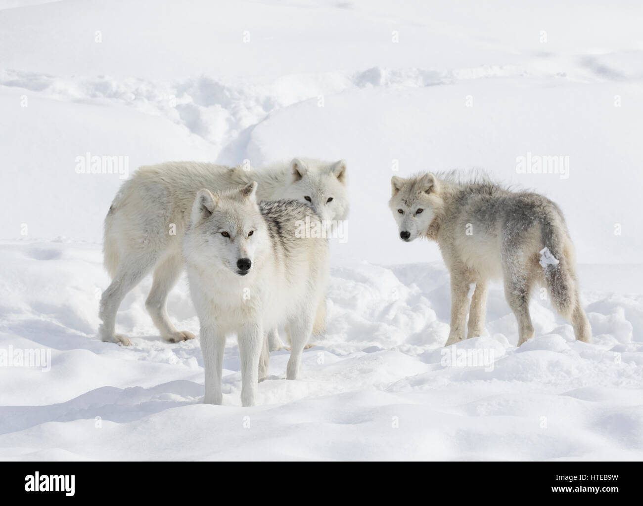 Arctic wolves hi-res stock photography and images - Alamy
