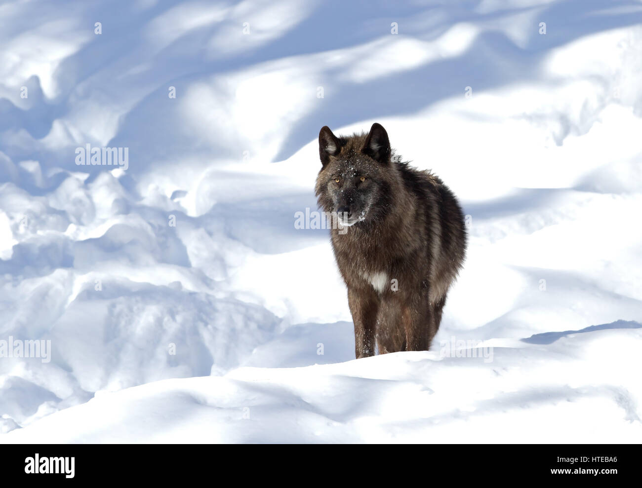 Black wolf standing in winter hi-res stock photography and images - Alamy