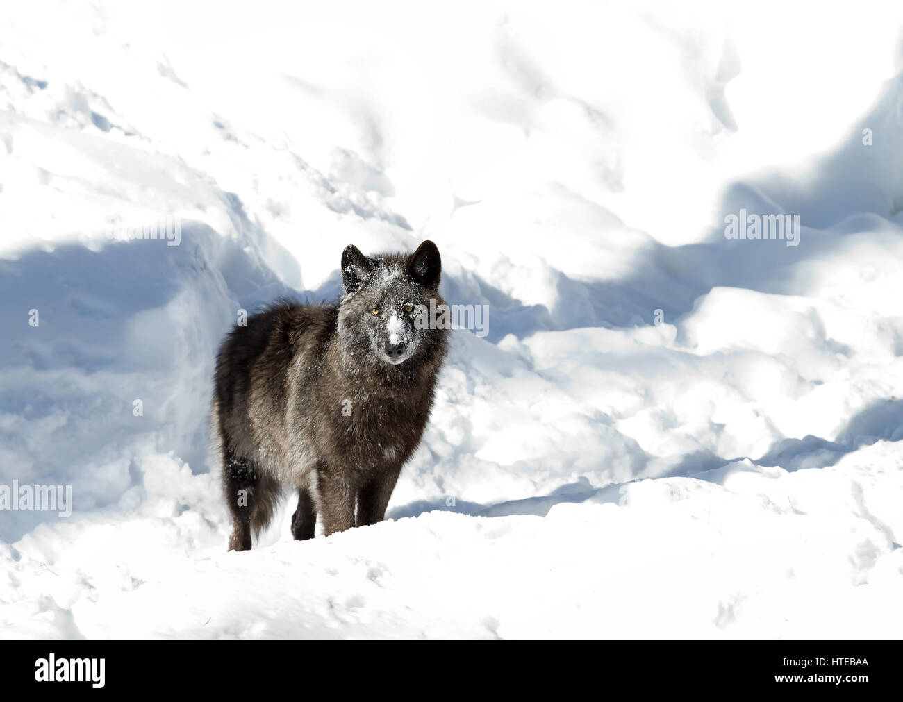 Black wolf standing in winter hi-res stock photography and images - Alamy