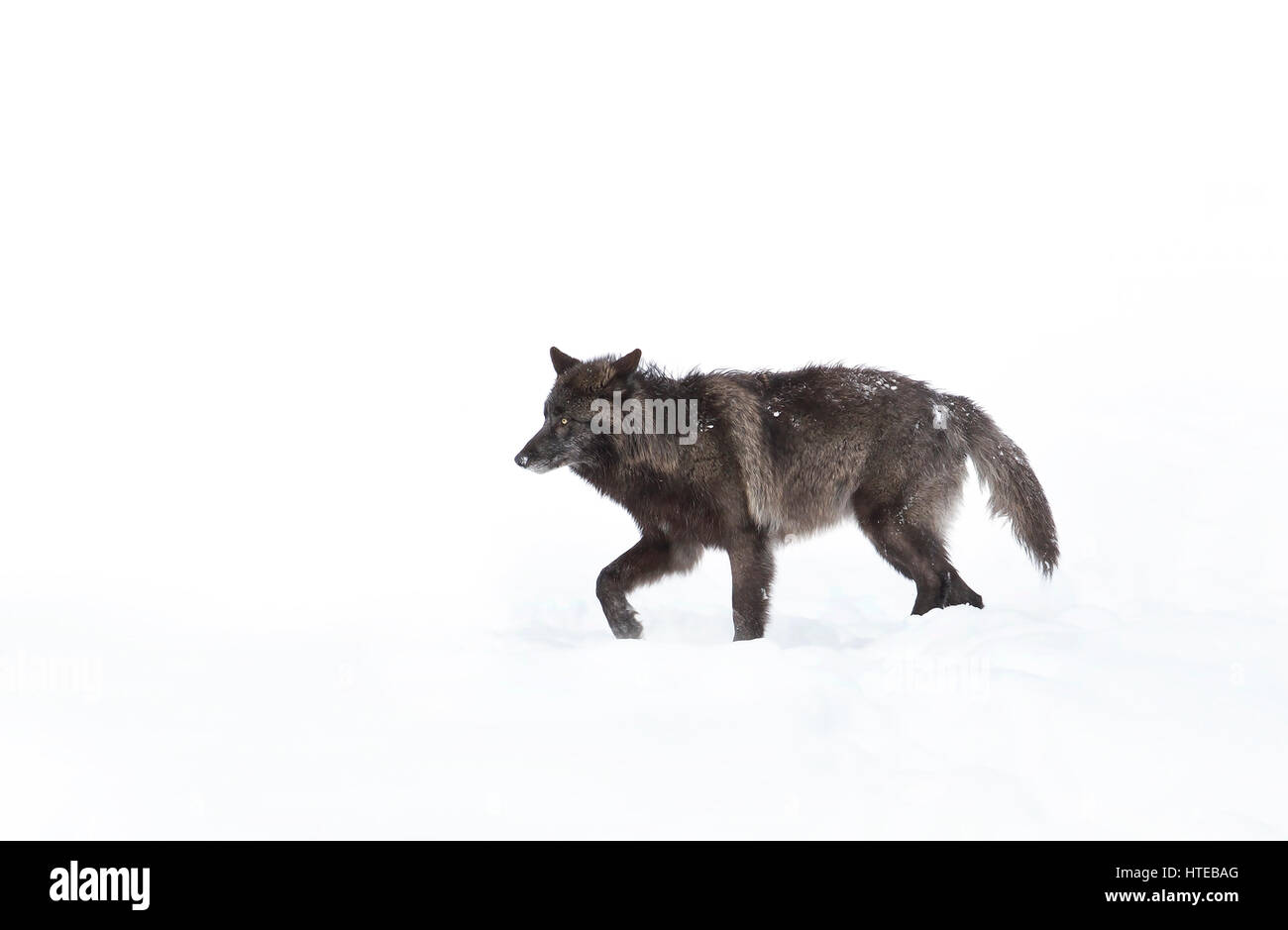 Black wolf walking in the winter snow in Canada Stock Photo - Alamy