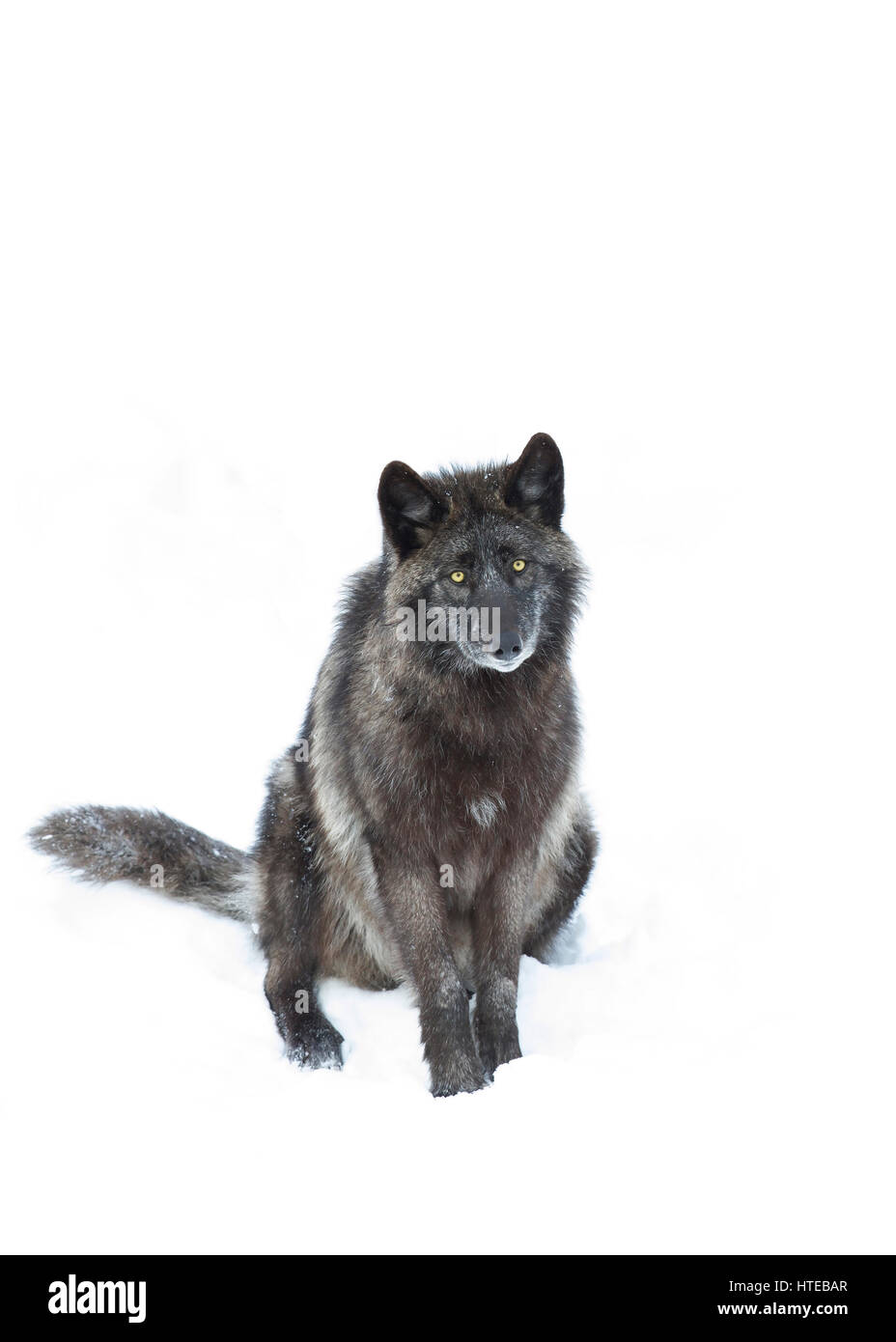 Black wolf standing in winter hi-res stock photography and images - Alamy
