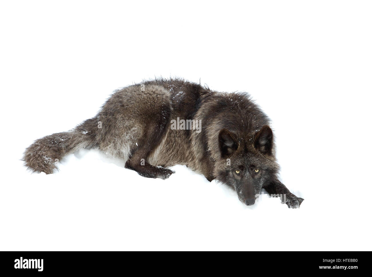 Black wolf hi-res stock photography and images - Alamy