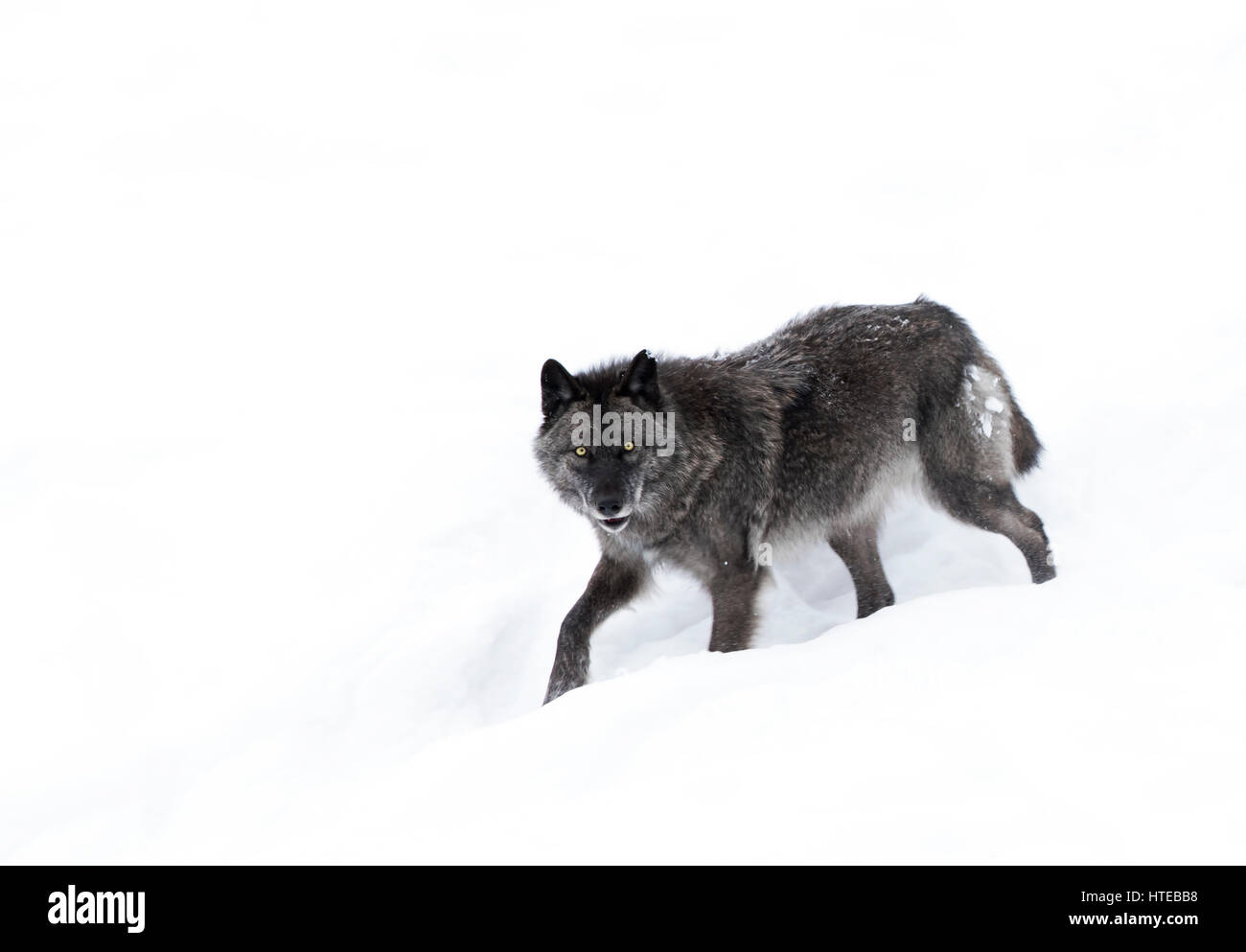 Tundra wolf canada Cut Out Stock Images & Pictures - Alamy