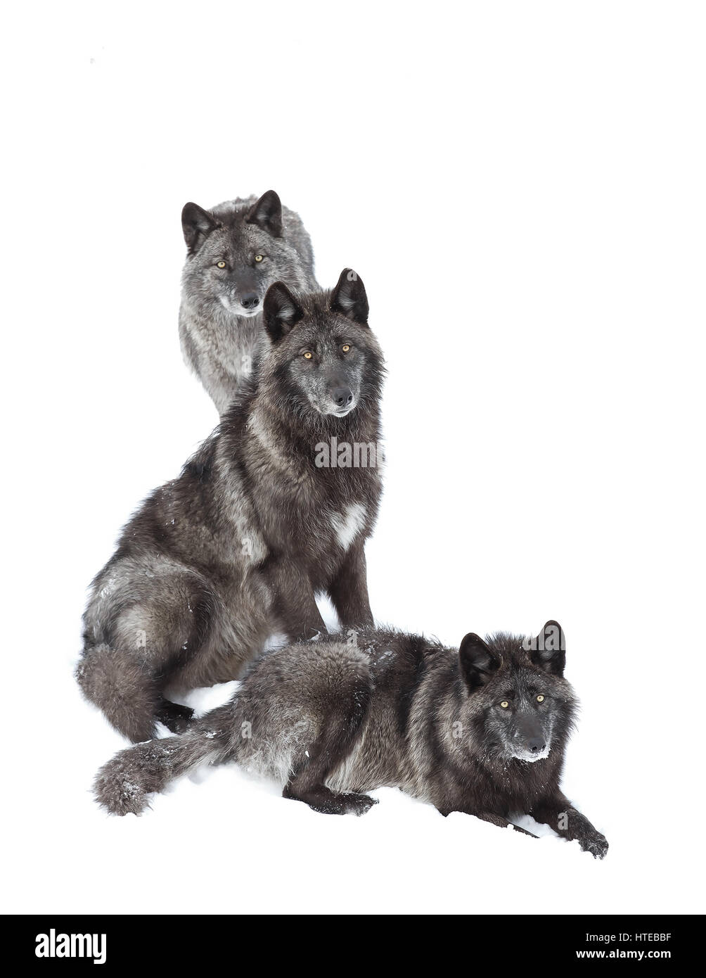 Black wolf standing in winter hi-res stock photography and images - Alamy