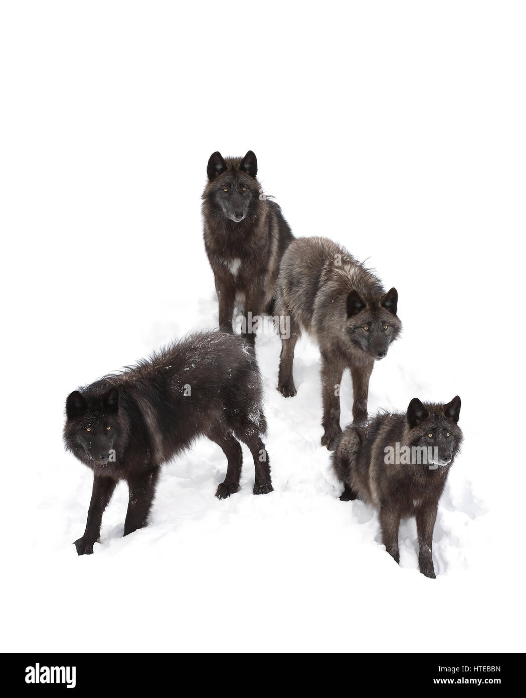 Beautiful landscape in black Cut Out Stock Images & Pictures - Alamy