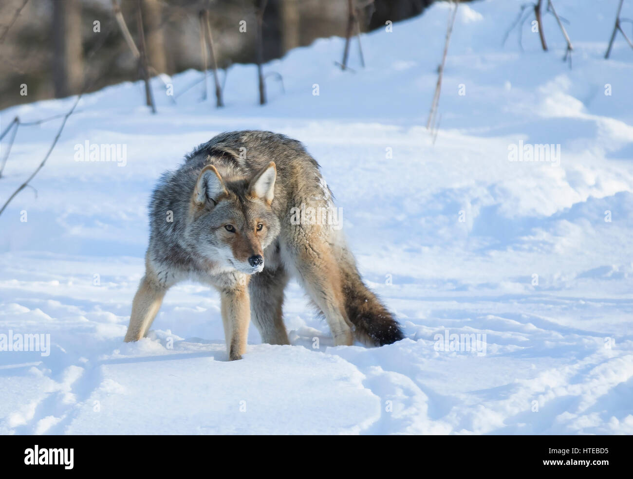 Quebec coyote hi-res stock photography and images - Alamy
