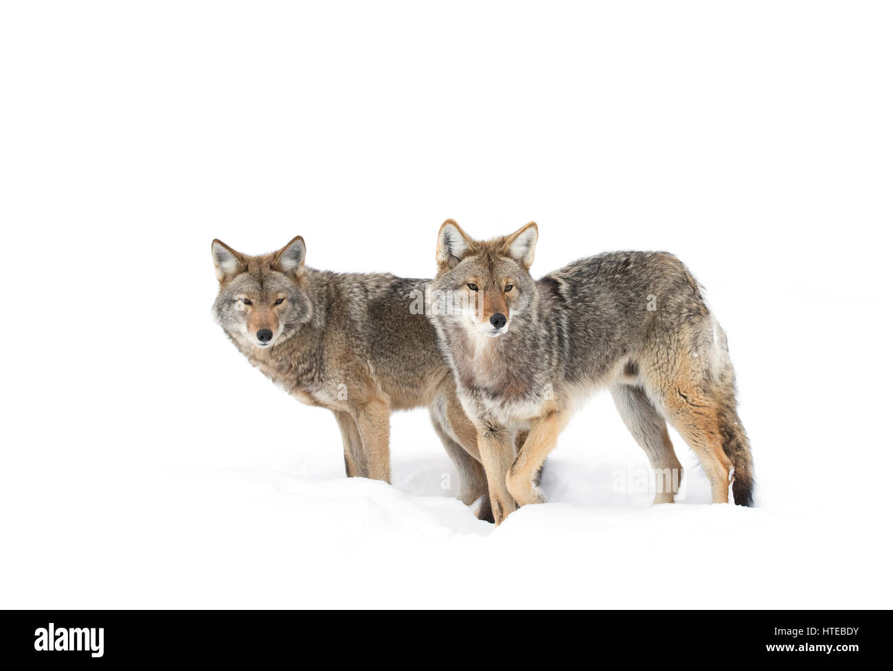 Two Coyotes (Canis latrans) isolated against a white background ...