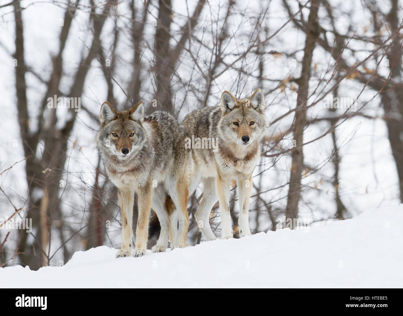 Two coyotes hi-res stock photography and images - Alamy