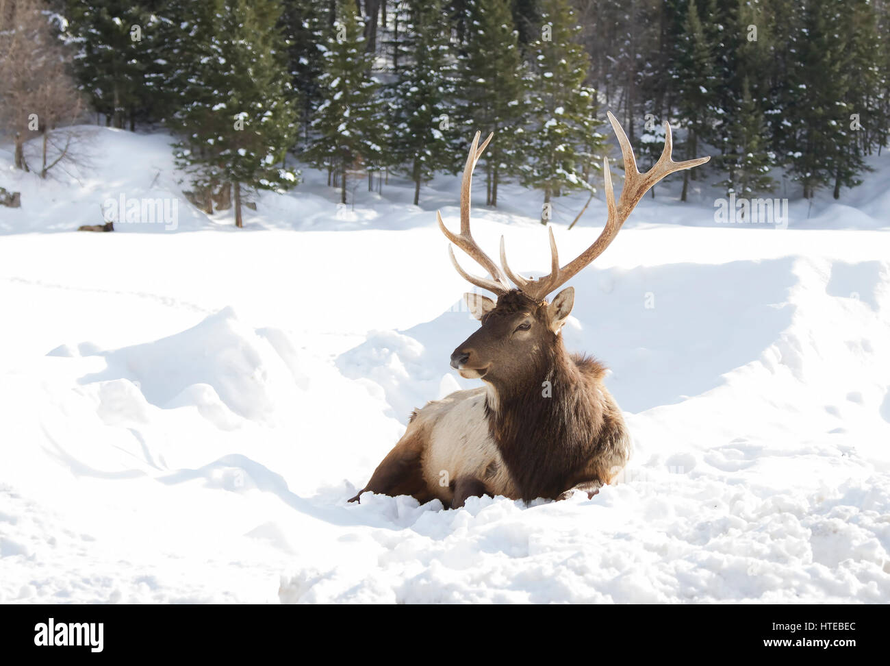 Male elk resting large hi-res stock photography and images - Alamy