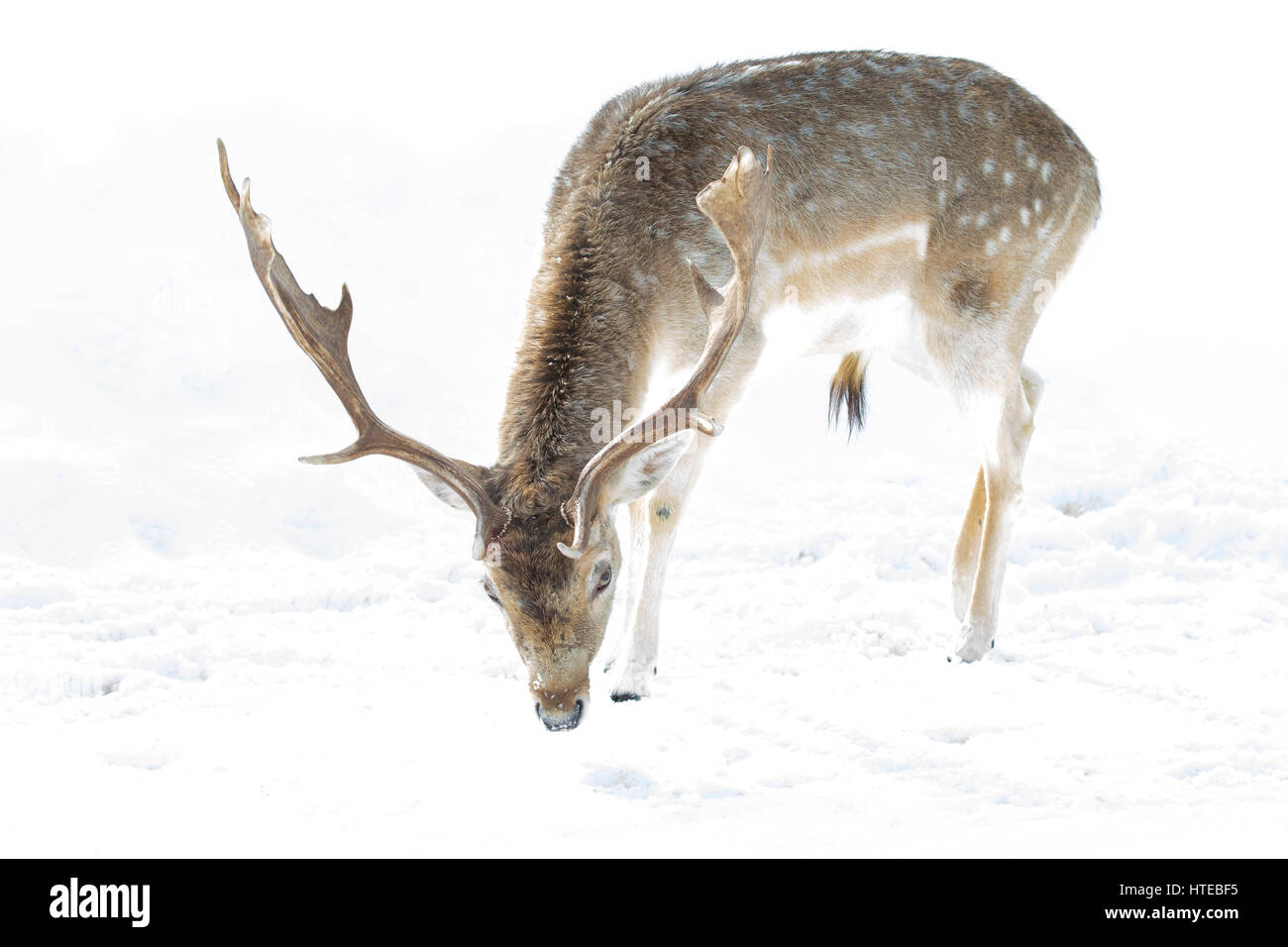Deer poses hi-res stock photography and images - Alamy