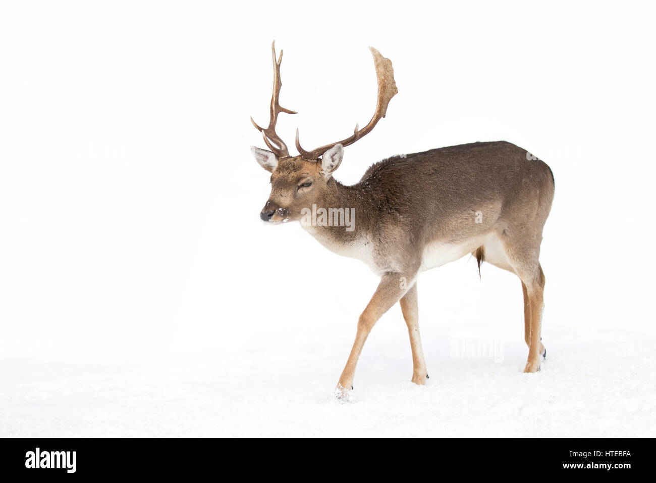 Fallow deer nature hi-res stock photography and images - Alamy