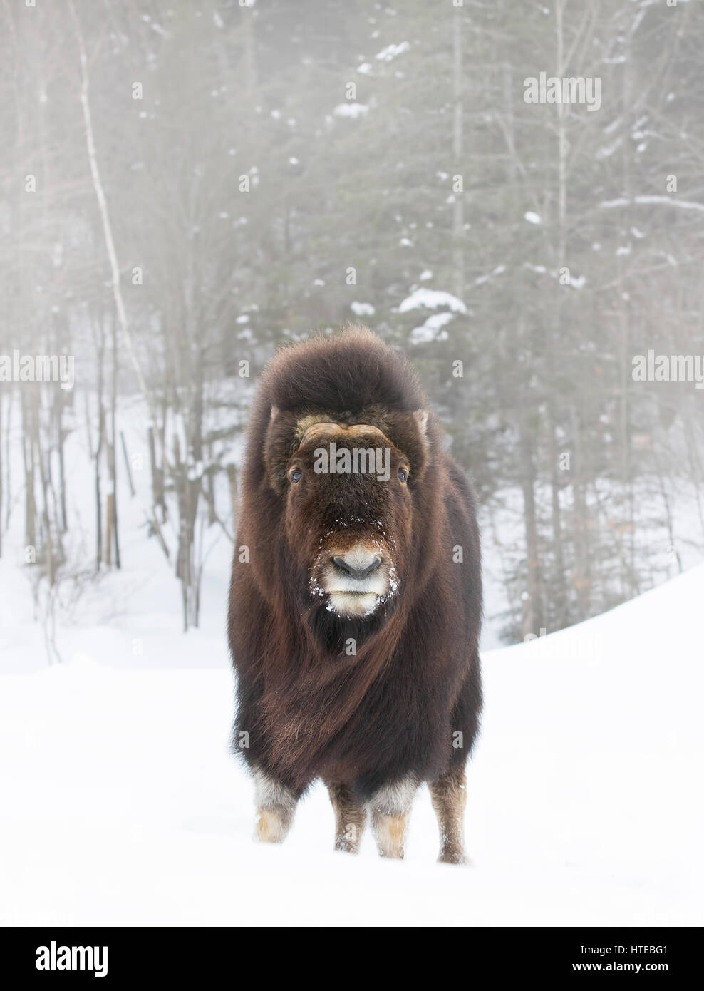 Muskox walking in the winter snow in Canada Stock Photo - Alamy