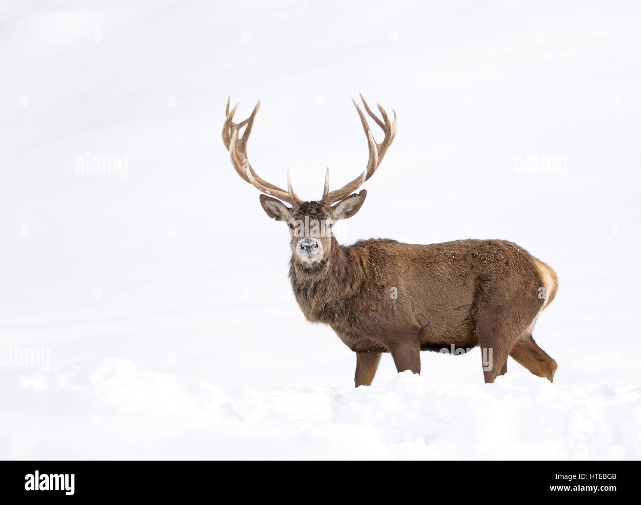 Canadian Caribou Face