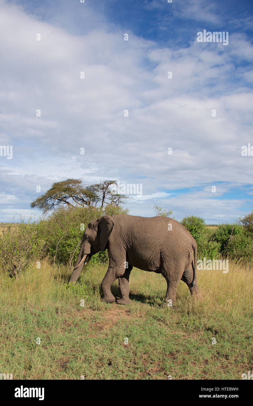 Olare orok conservancy hi-res stock photography and images - Alamy