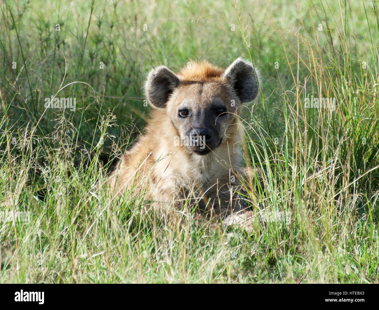 Olare orok conservancy hi-res stock photography and images - Alamy