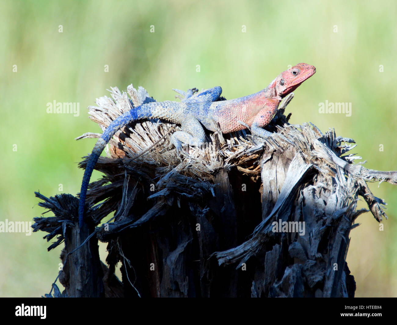 Orok orok hi-res stock photography and images - Alamy