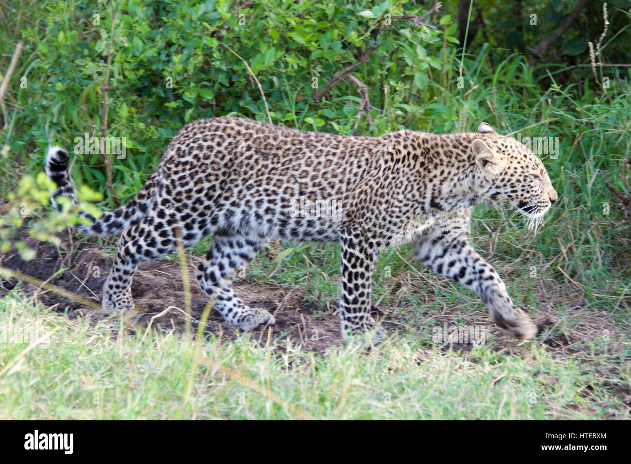 Swahilli hi-res stock photography and images - Alamy