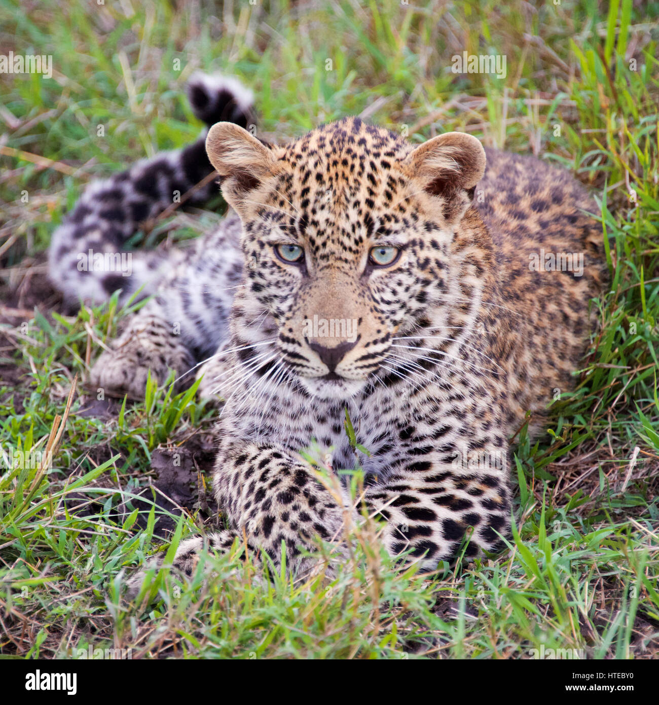 Swahilli hi-res stock photography and images - Alamy