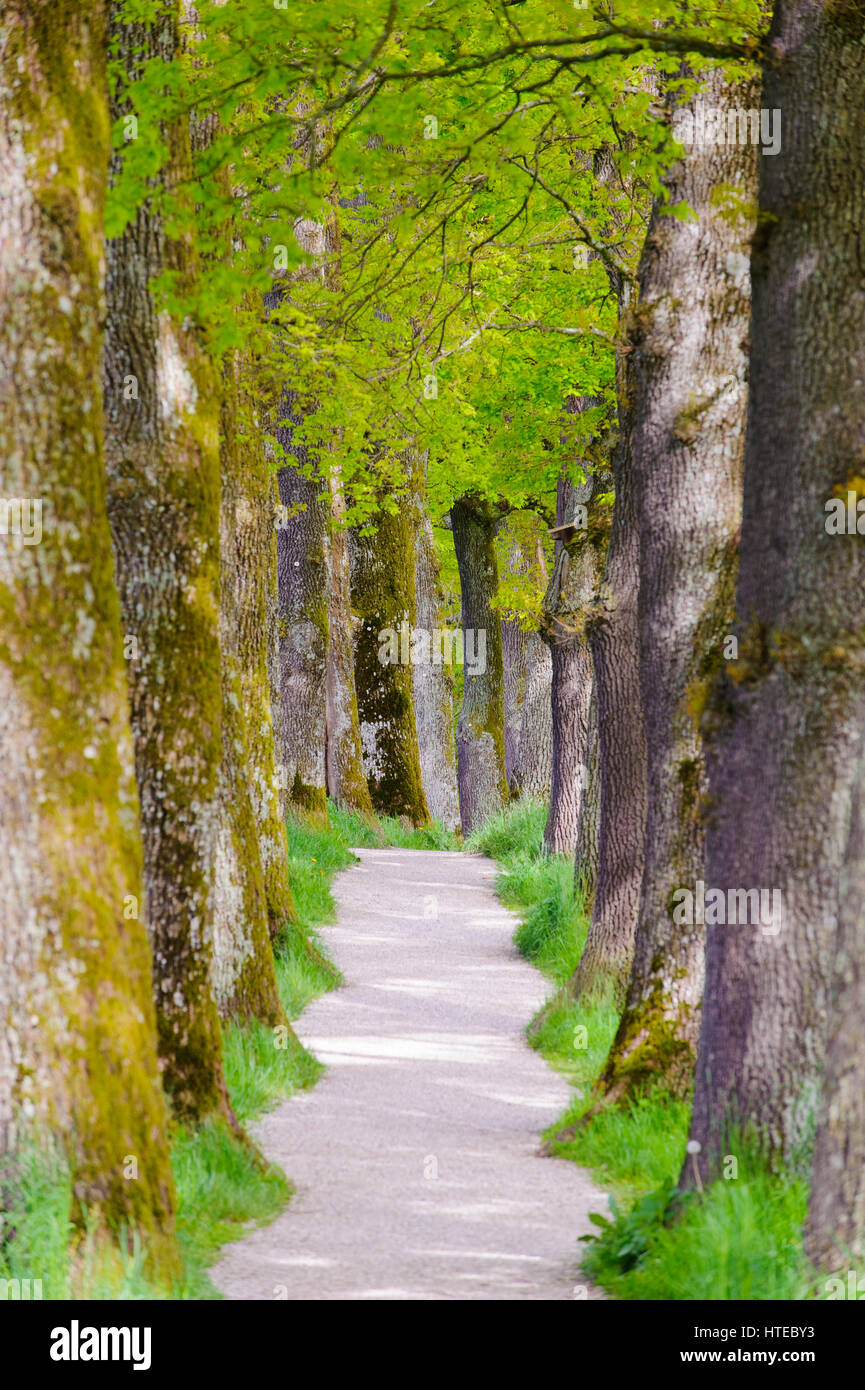 small avenue with big and old oak trees Stock Photo - Alamy