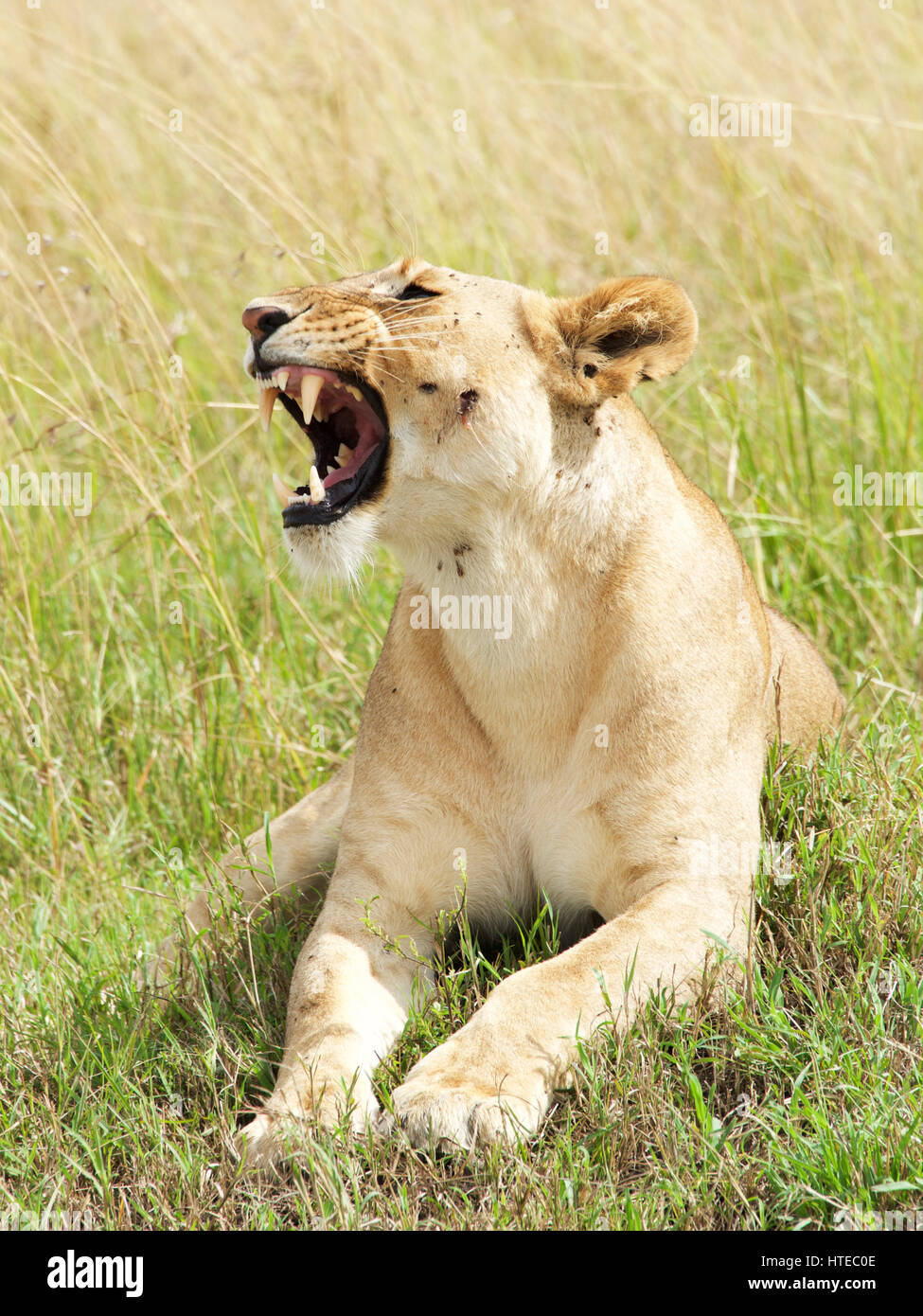 Orok conservancy hi-res stock photography and images - Alamy