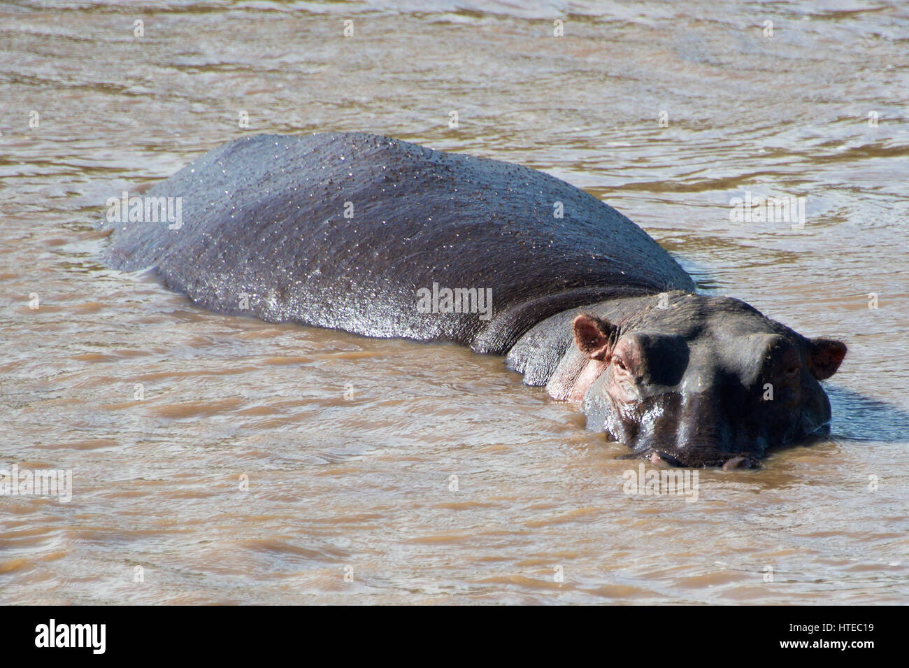 Hippopotamus in the Olare Orok River, Olare Orok Conservancy, Maasai ...