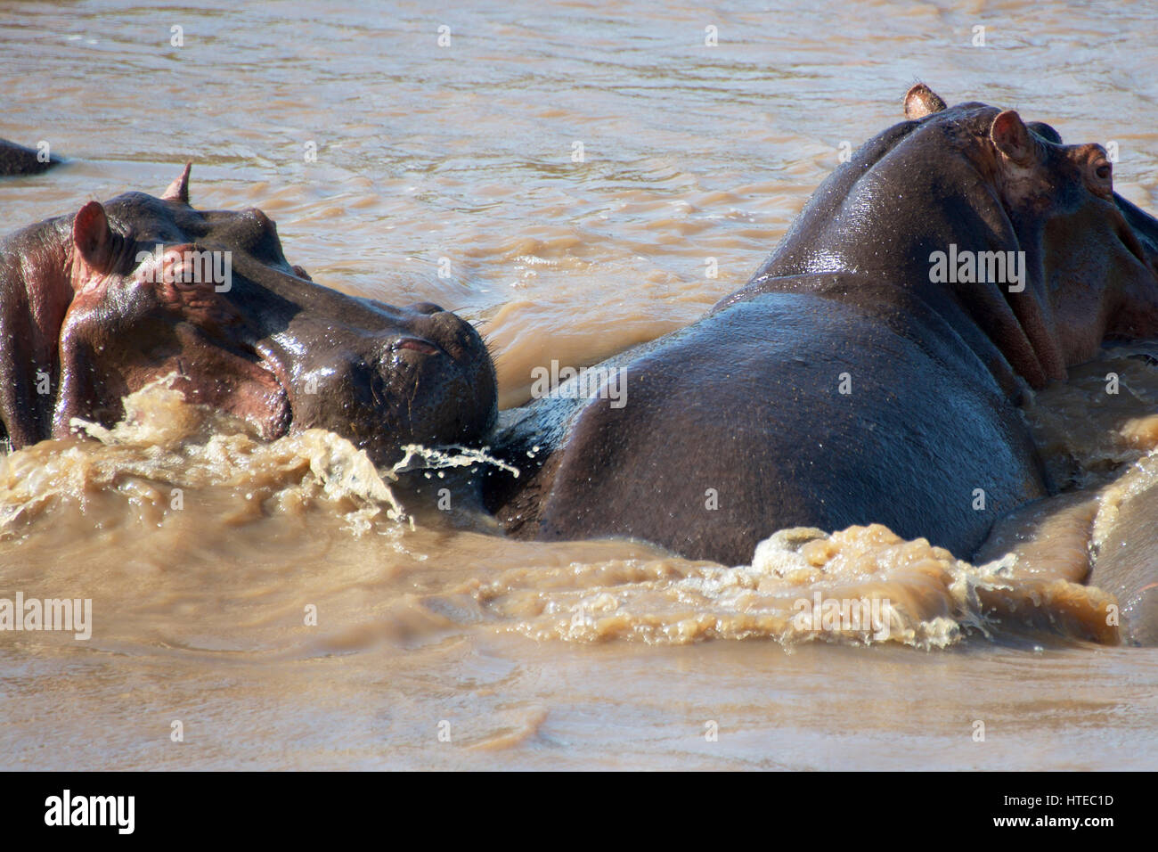 Hippopotamus in the Olare Orok River, Olare Orok Conservancy, Maasai ...