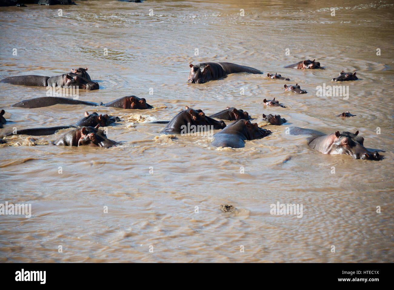 Hippopotamus in the Olare Orok River, Olare Orok Conservancy, Maasai ...