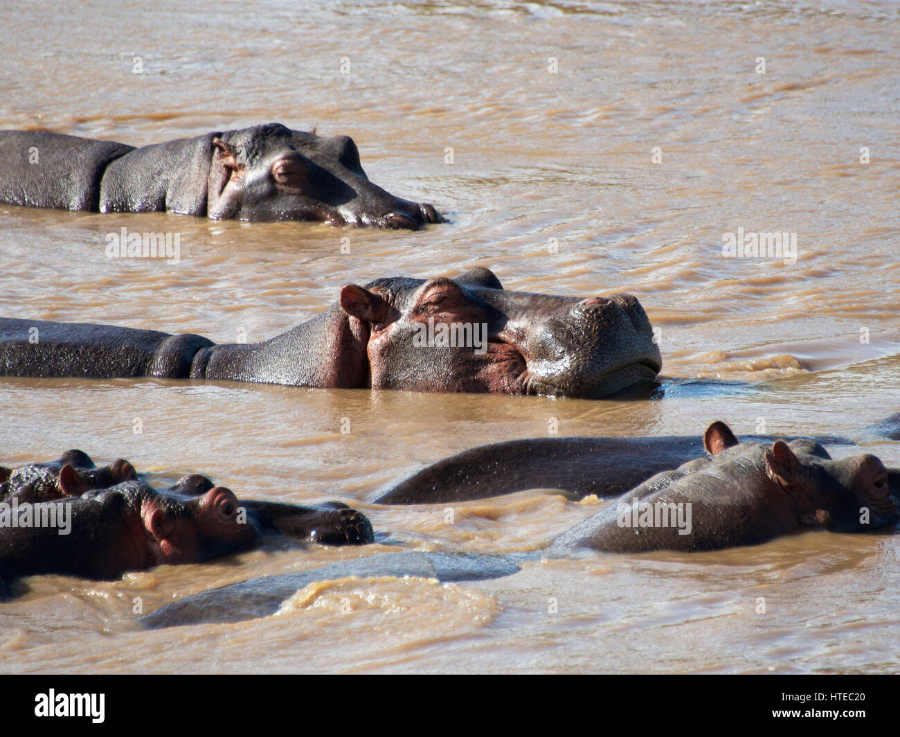 Hippopotamus in the Olare Orok River, Olare Orok Conservancy, Maasai ...