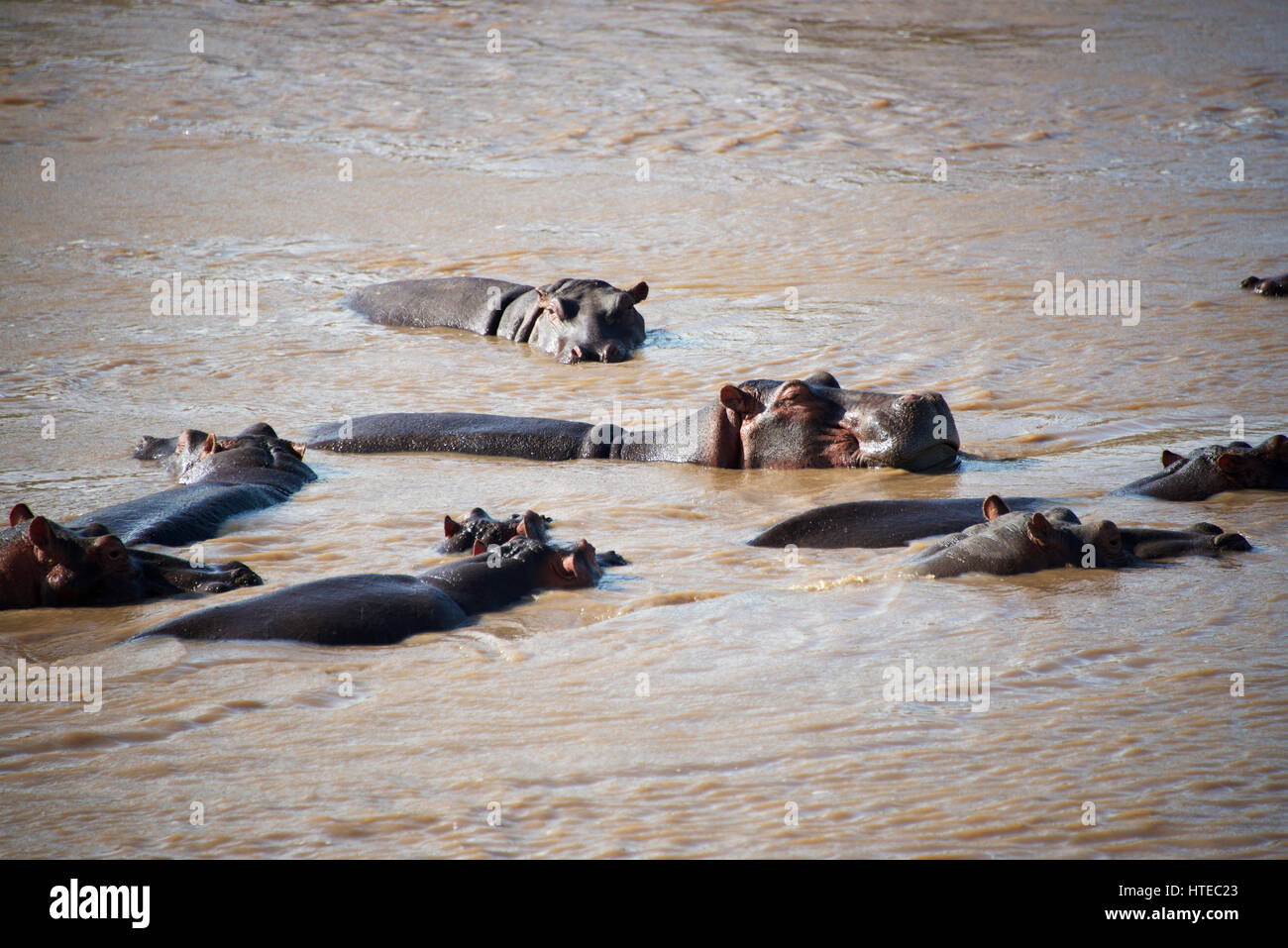 Hippopotamus in the Olare Orok River, Olare Orok Conservancy, Maasai ...