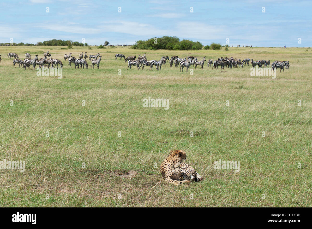 Cheetah hunting zebra hi-res stock photography and images - Alamy