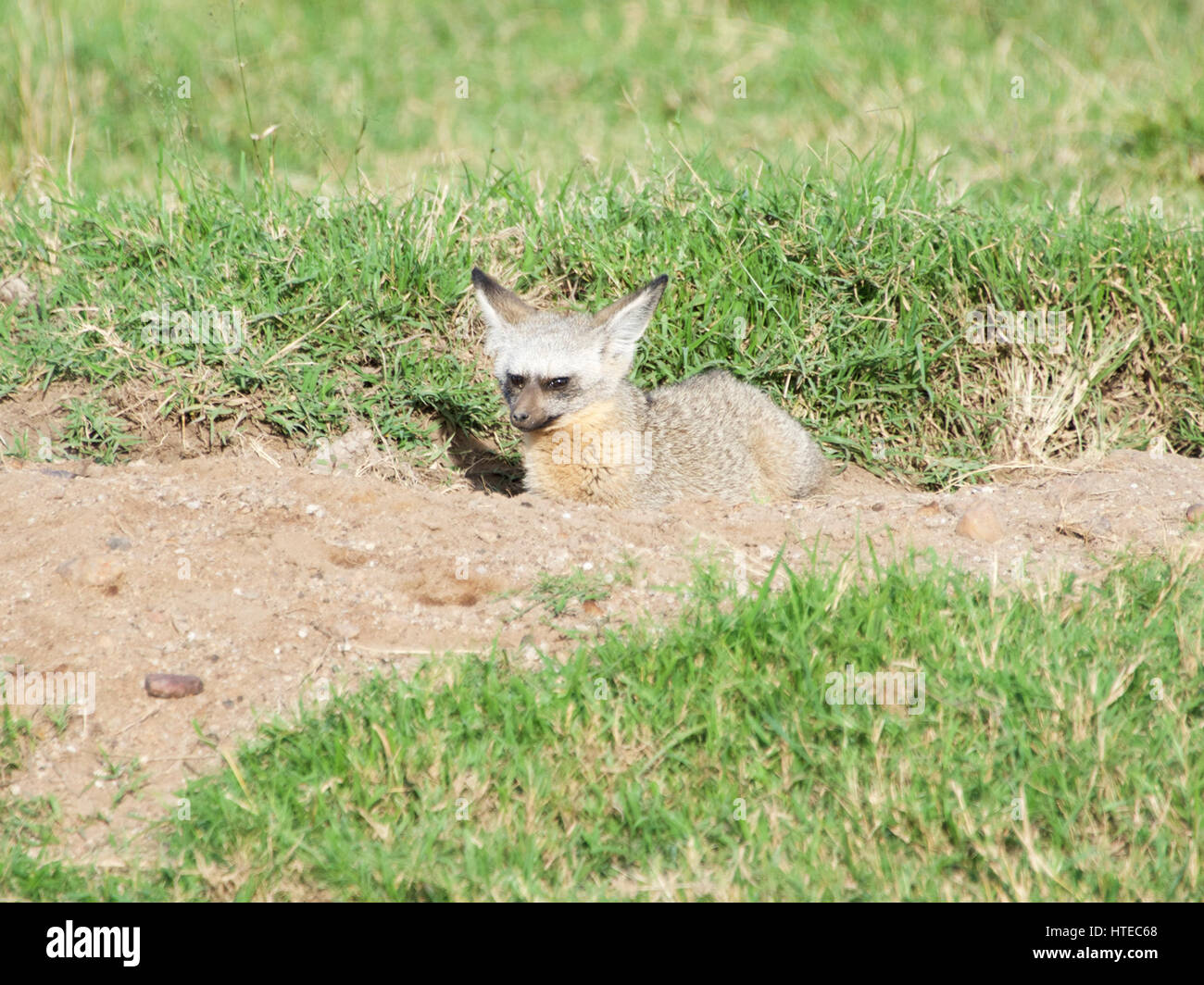 Bat eared Fox in the Olare Orok Conservancy, Maasai Mara, Kenya, Africa ...