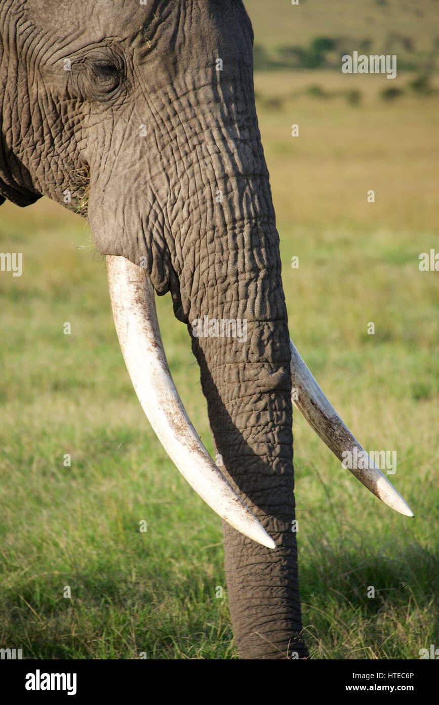 Male elephant 40 years old, Olare Orok Conservancy, Maasai Mara, Kenya ...