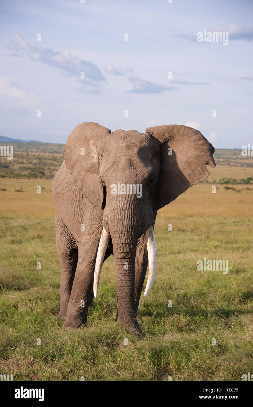 Male elephant 40 years old, Olare Orok Conservancy, Maasai Mara, Kenya ...