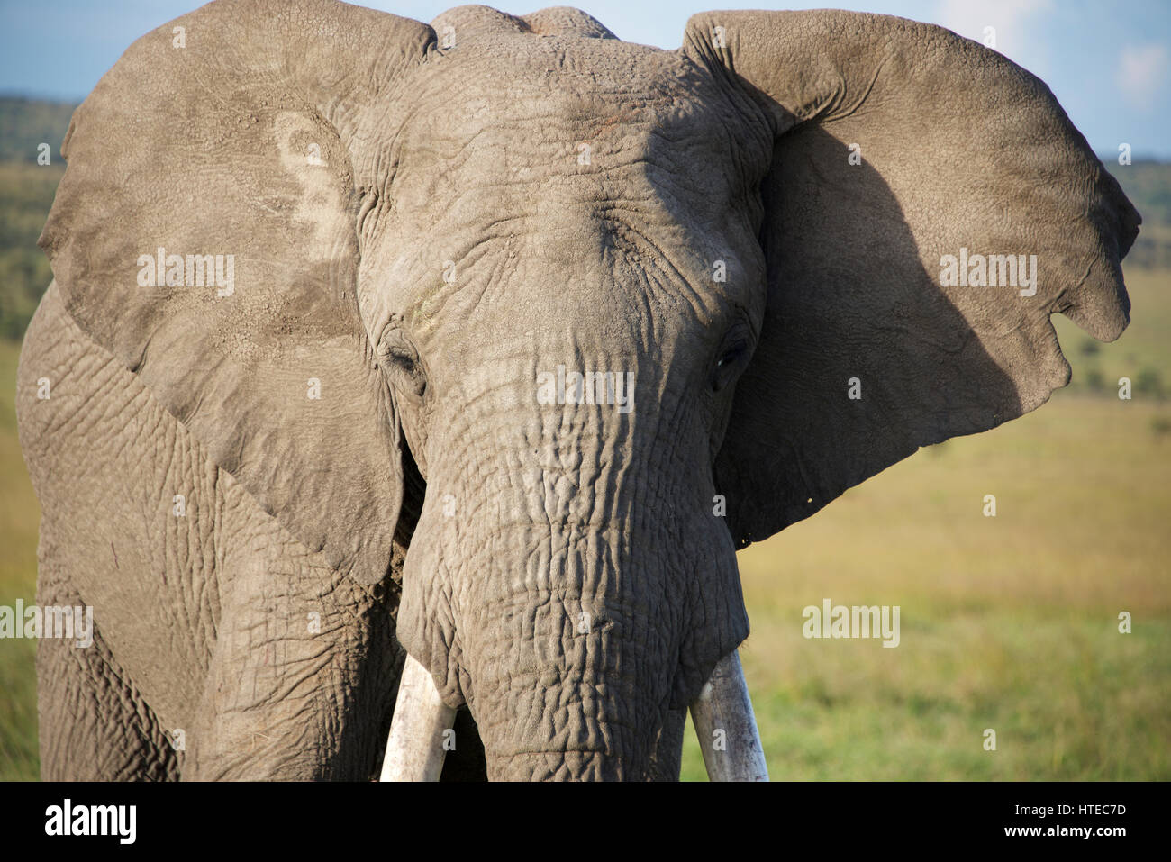 Male on olare orok river hi-res stock photography and images - Alamy