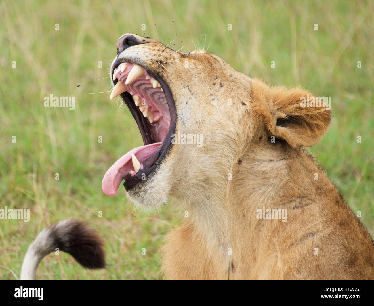 Lion in the Olare Orok Conservancy, Maasai Mara, Kenya Stock Photo - Alamy