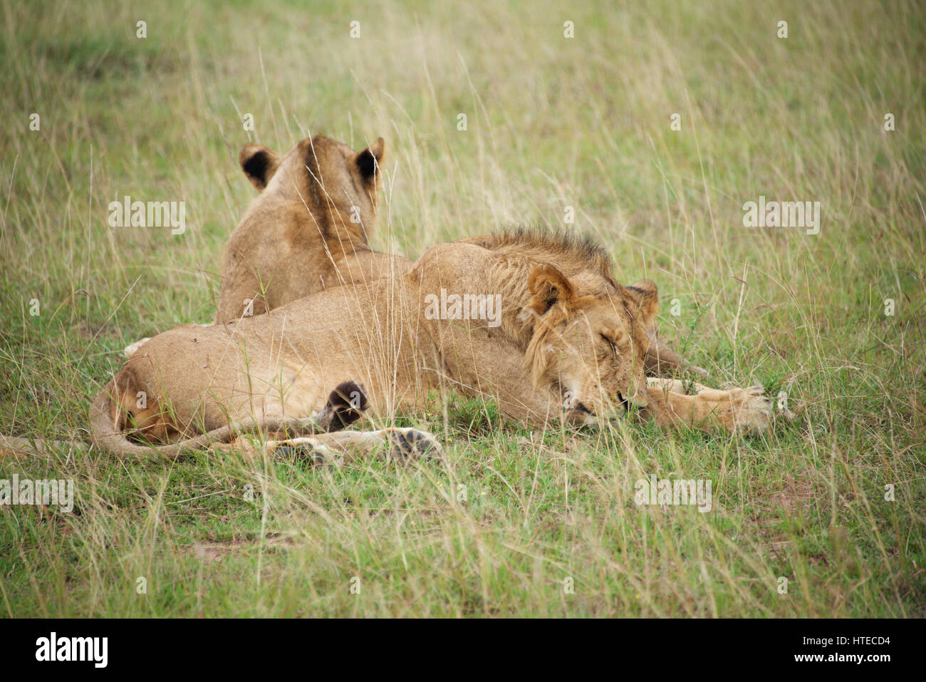 Lions hunting pack hi-res stock photography and images - Alamy