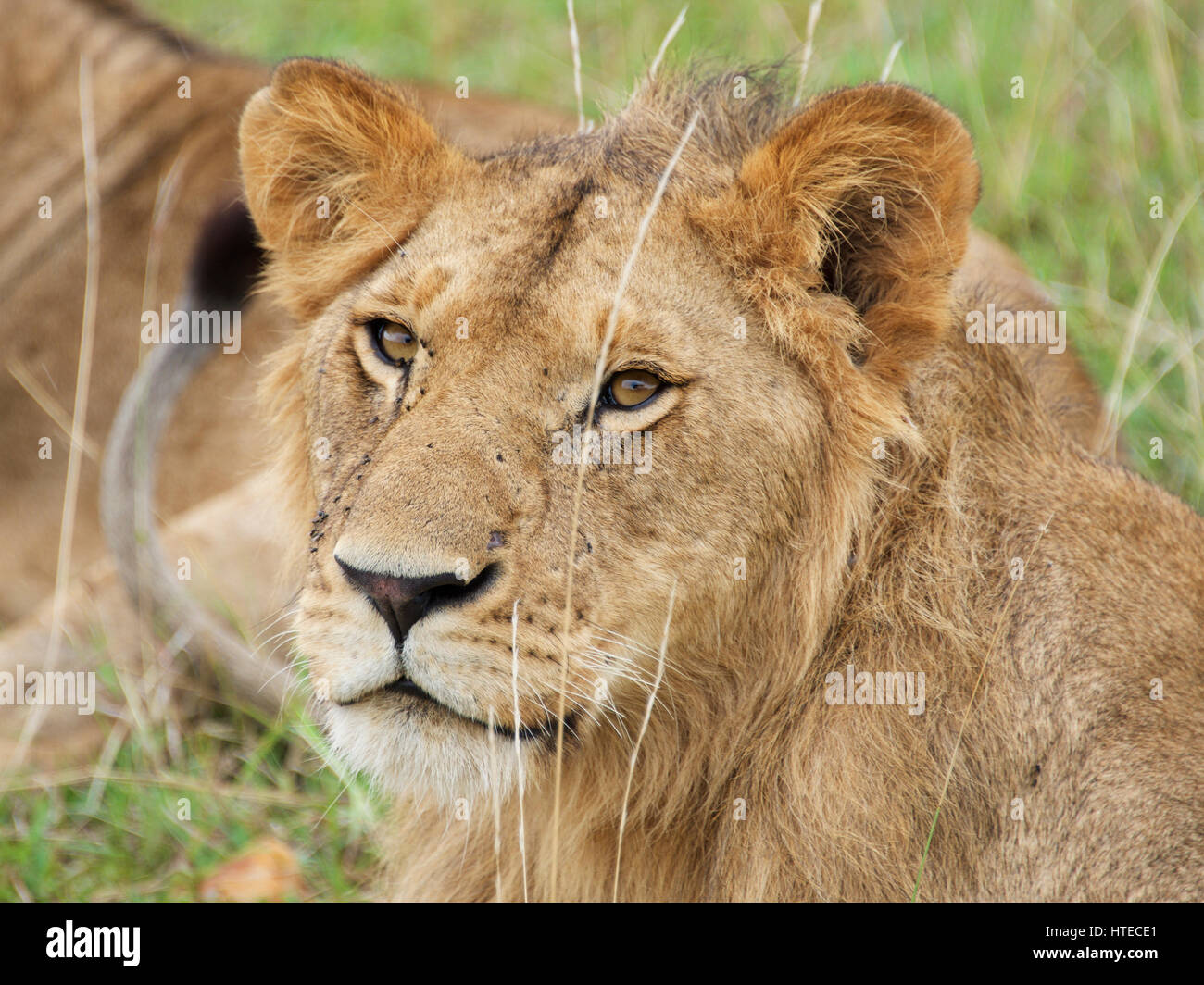 Lion pack in the Olare Orok Conservancy, Maasai Mara, Kenya Stock Photo ...