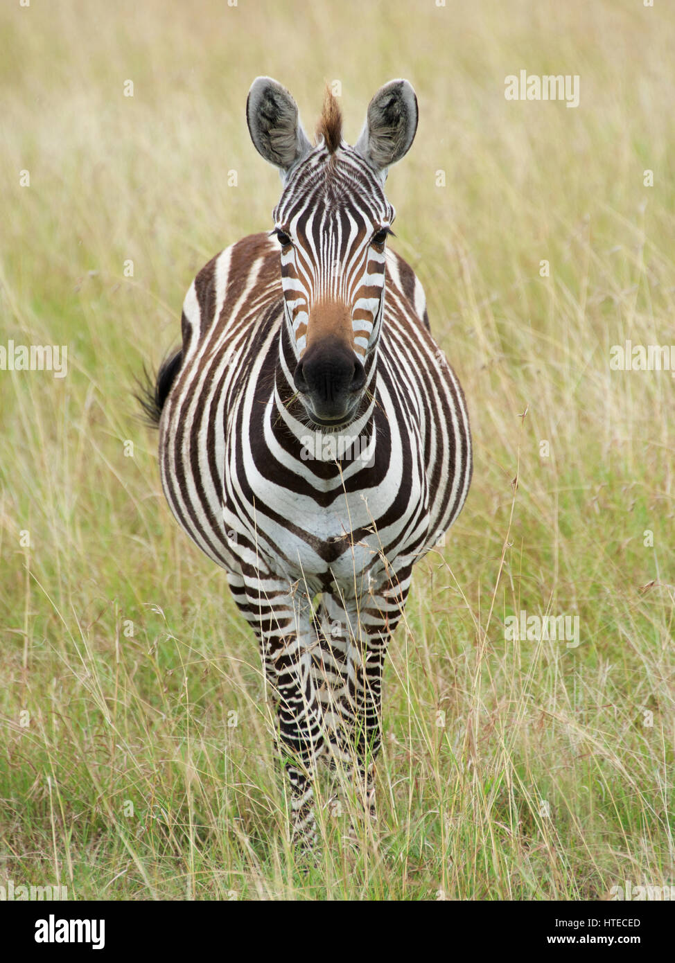 Zebrain the Olare Orok Conservancy, Maasai Mara, Kenya Stock Photo - Alamy