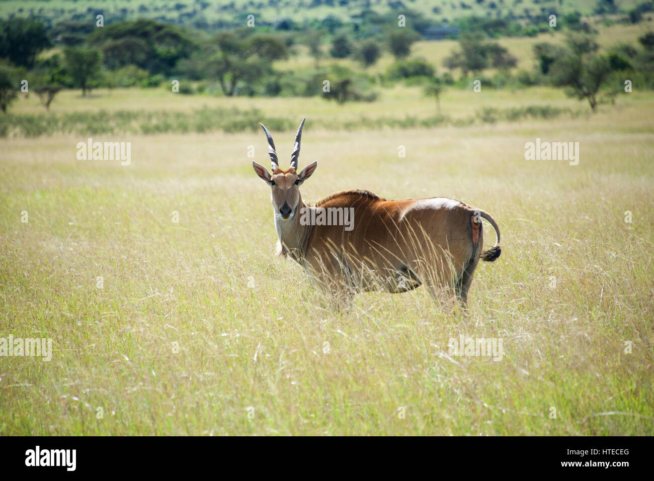 Hartebeast Antelope in the Olare Orok Conservancy, Maasai Mara, Kenya ...
