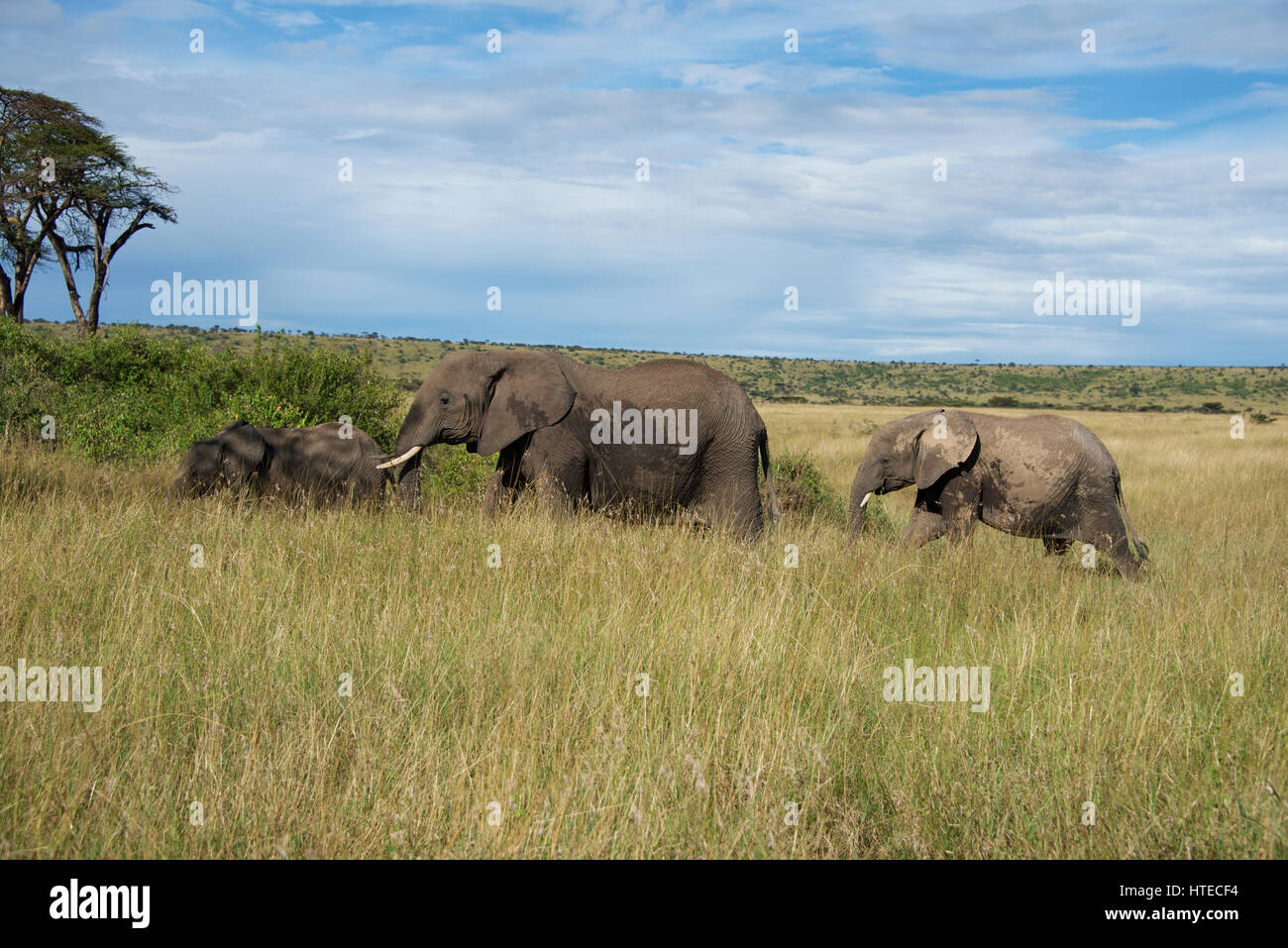 Olare orok conservancy hi-res stock photography and images - Alamy